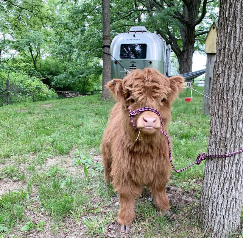 Mini Highland Cows For Sale Lea And Pea Highland Cow Farm